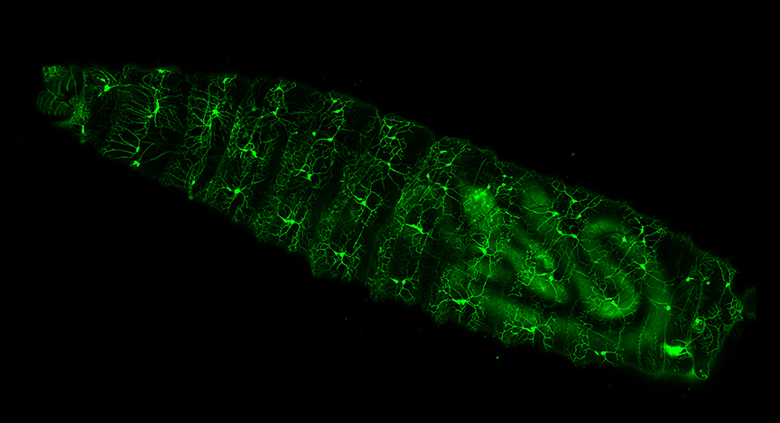 Cell-cell interactions in dendrite development | Grueber Lab