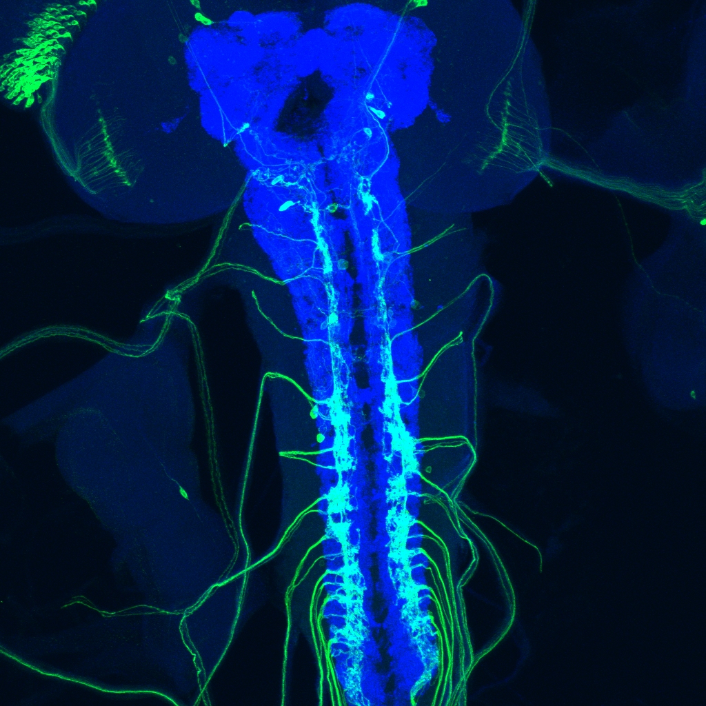 Generation of a versatile Gal4 resource for developmental and ...