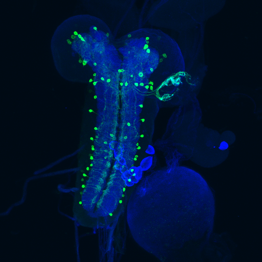 Generation of a versatile Gal4 resource for developmental and ...