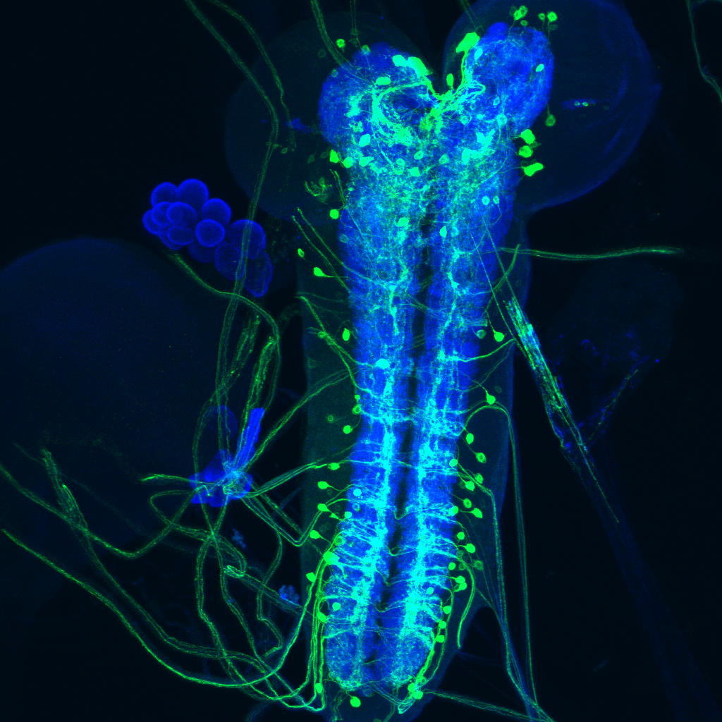 Generation of a versatile Gal4 resource for developmental and ...