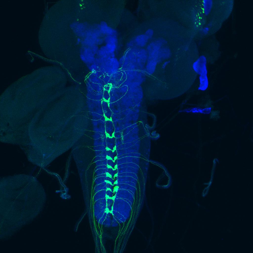 Generation of a versatile Gal4 resource for developmental and ...