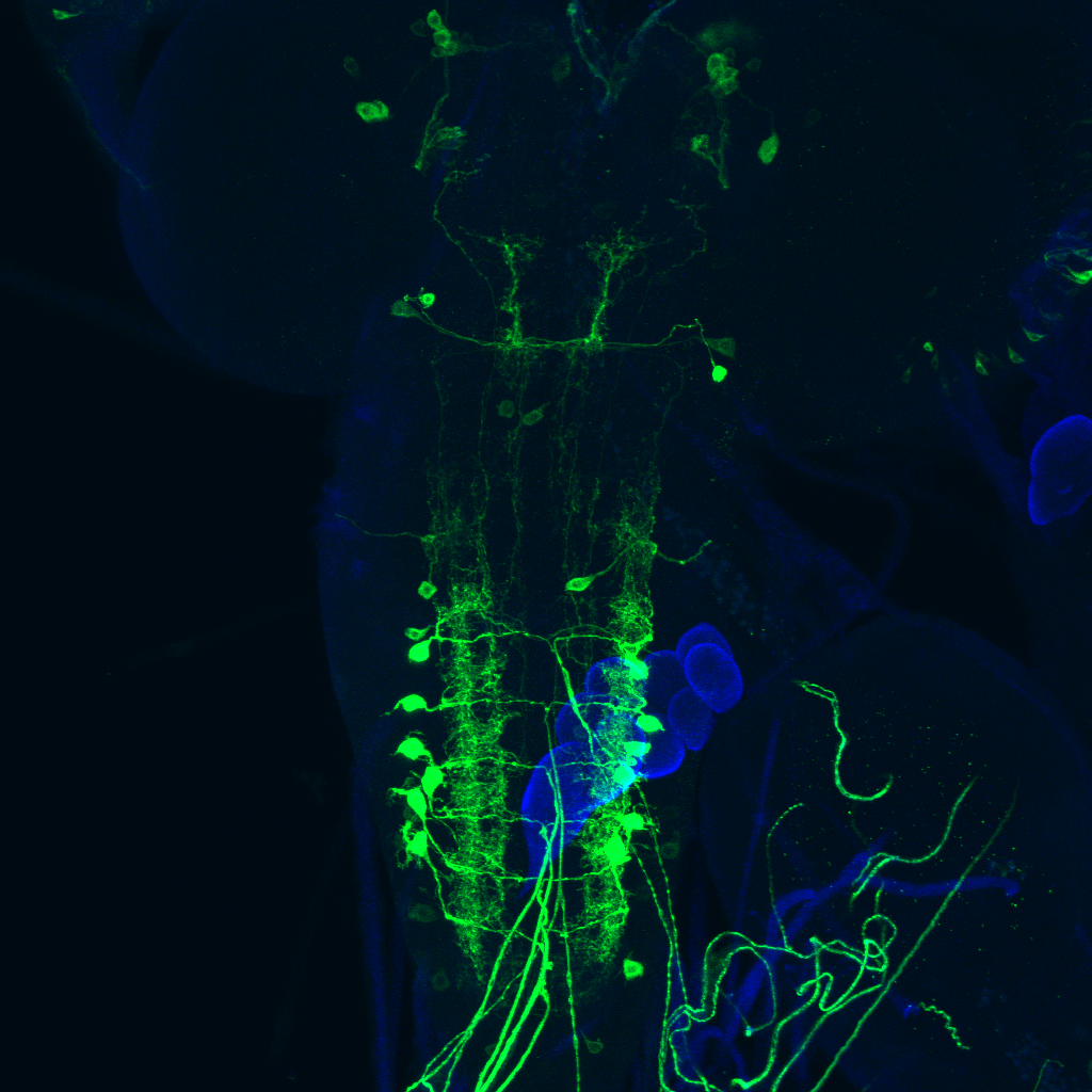 Generation of a versatile Gal4 resource for developmental and ...