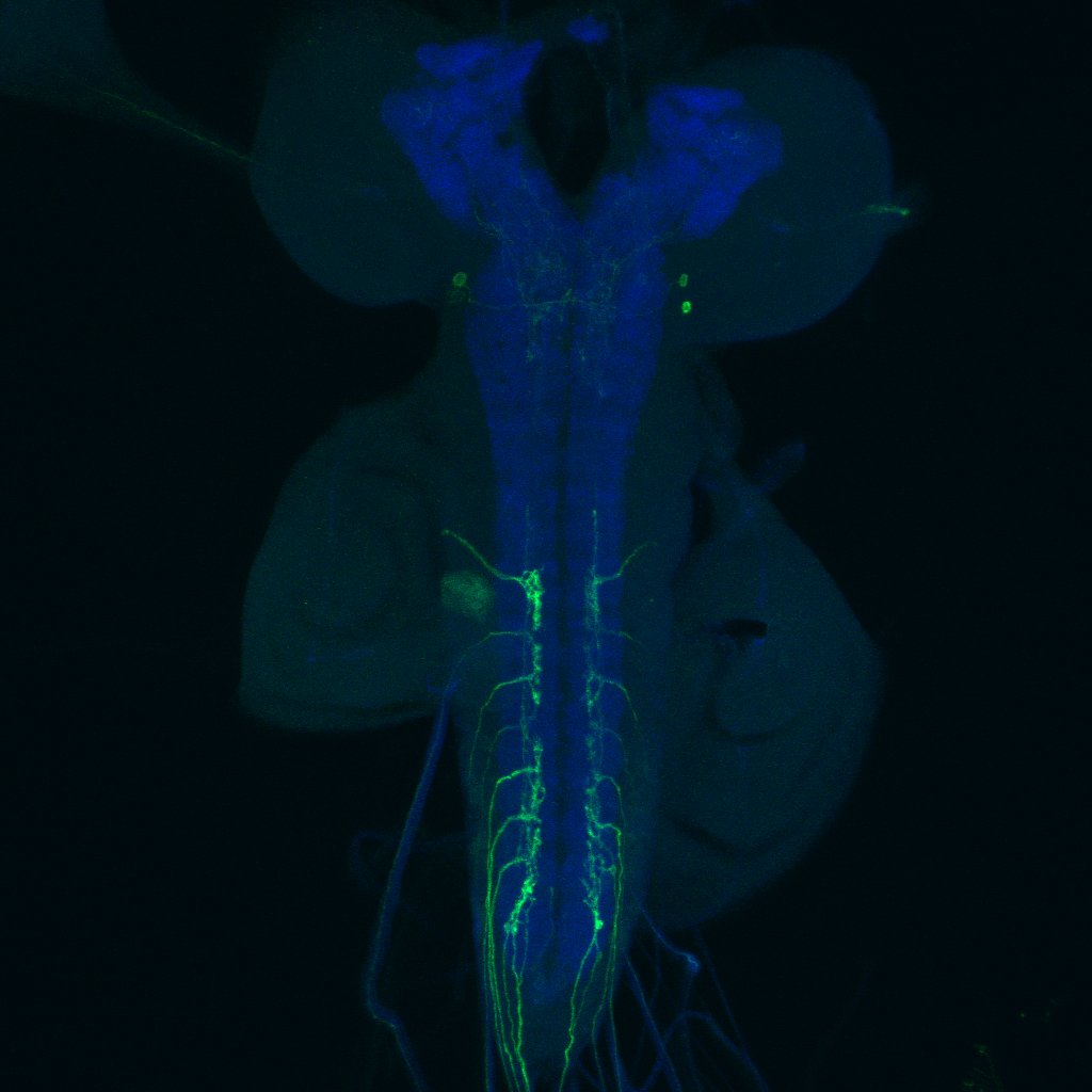 Generation of a versatile Gal4 resource for developmental and ...